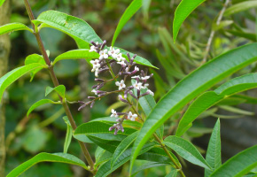 Hierbas Don Hipólito: Propiedades del Cedrón