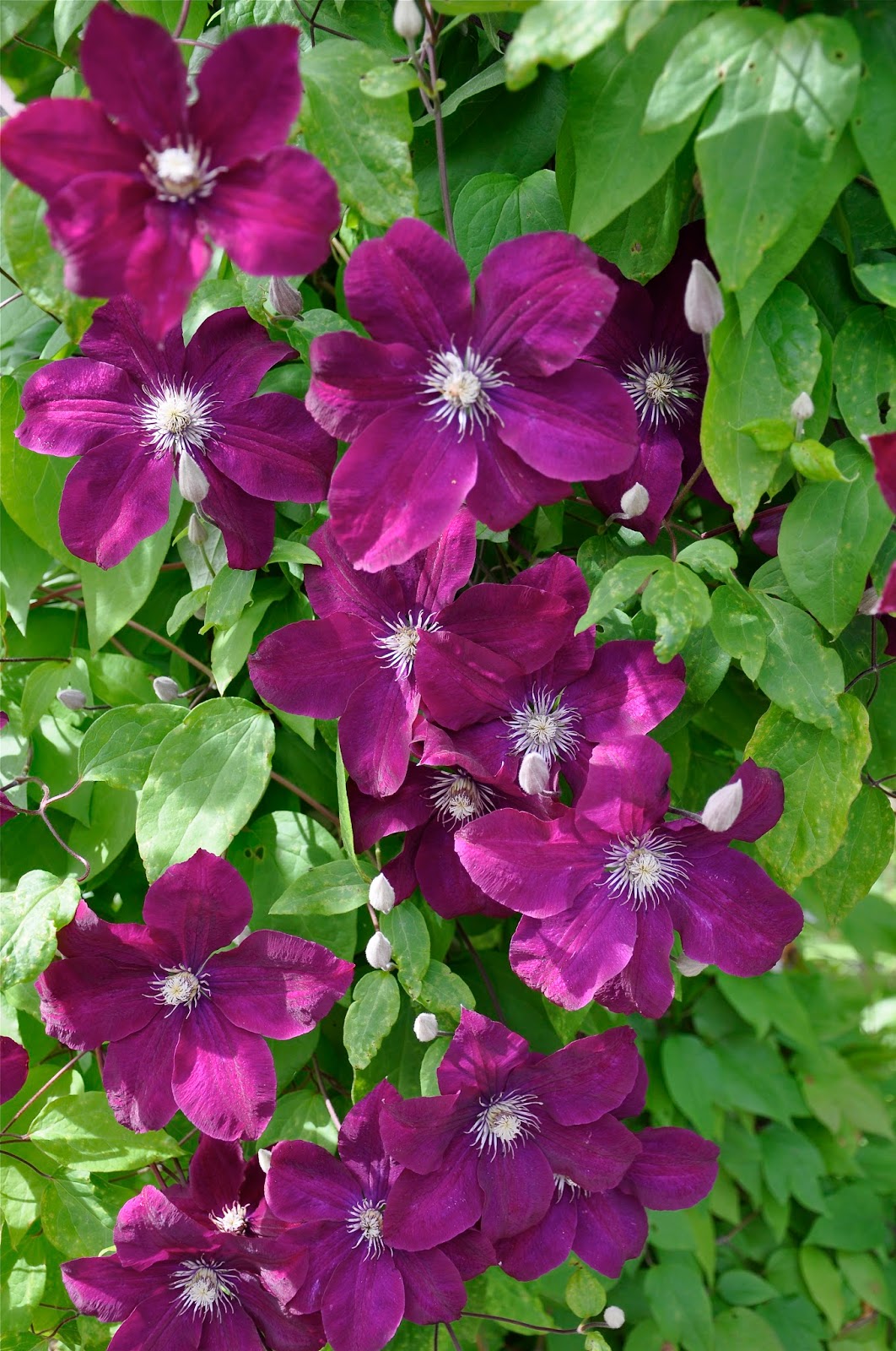 Alen Trädgård: Blommande rankor:)