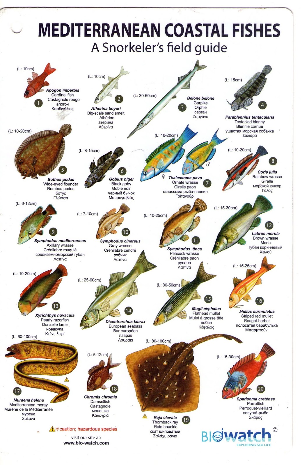 fishing in greek: Ξεκινάω το ψάρεμα...τι ψάρι είναι αυτό? Mediterranean ...