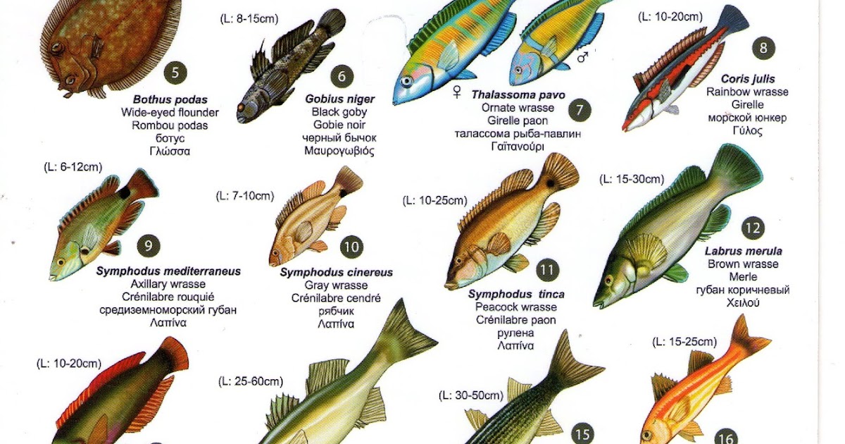 fishing in greek: Ξεκινάω το ψάρεμα...τι ψάρι είναι αυτό? Mediterranean ...