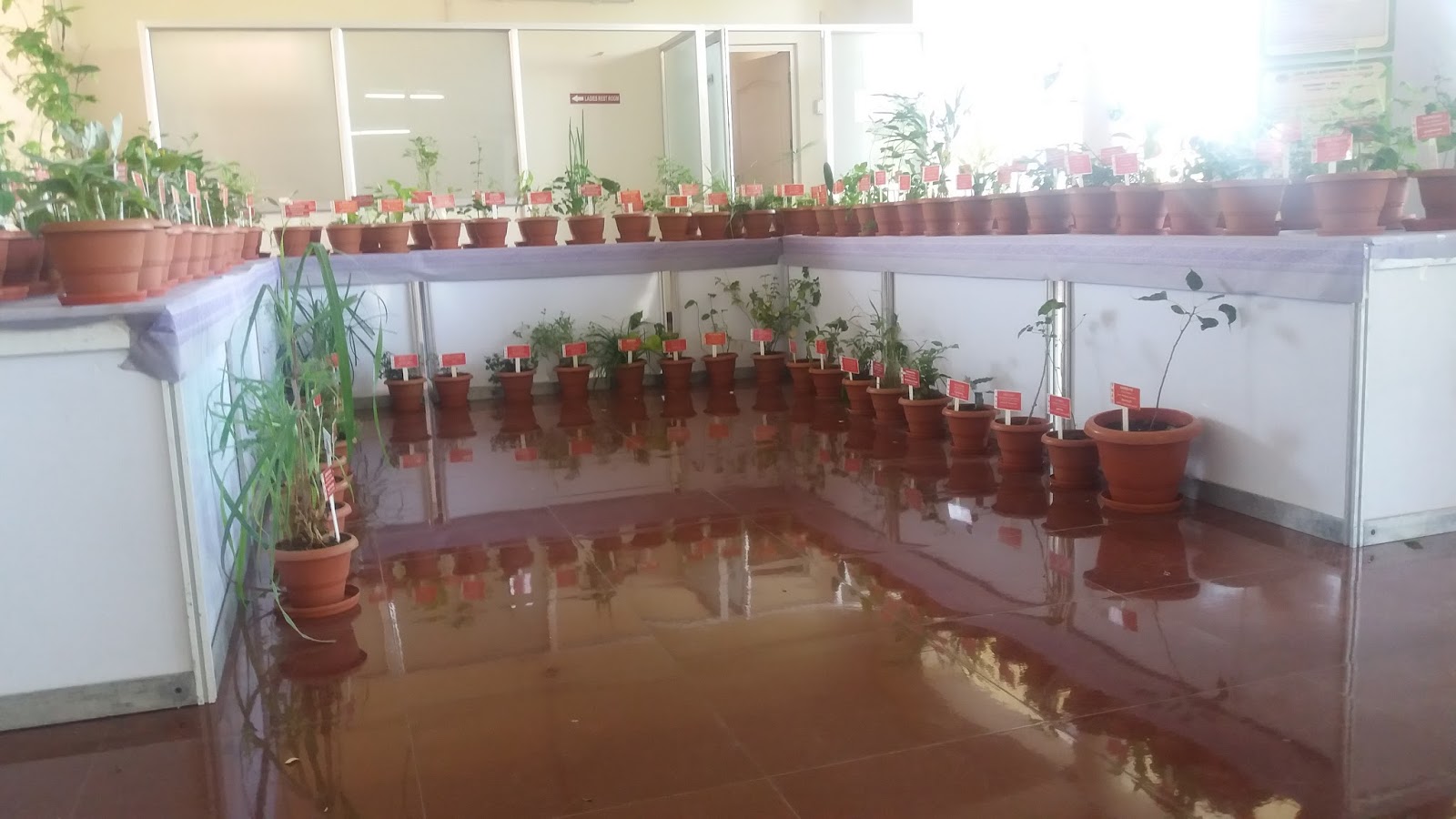 Eco Green Unit: MEDICINAL PLANTS PROJECT
