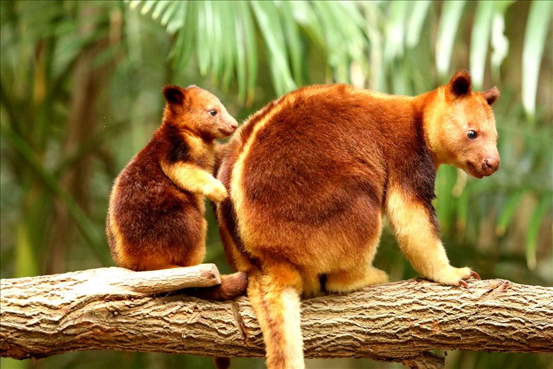 Meet -Tree kangaroo Wallaby - My Interests