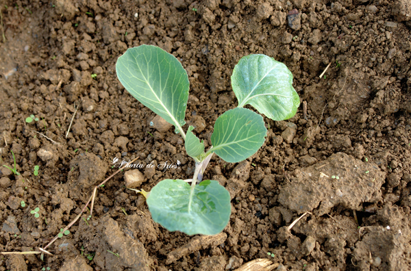 A horta de Artes: REPOLLO