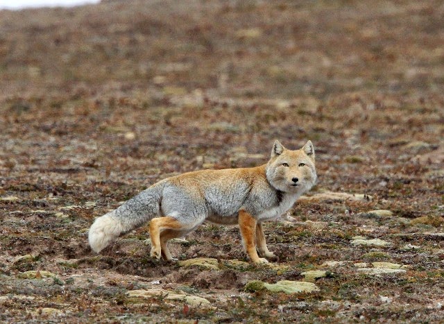 Tibetan Sand Fox Animals | Amazing Facts & Latest Pictures | The Wildlife
