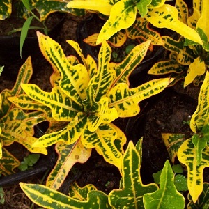 Tanaman Puring (Codiaeum variegatum) - Ganesha Flora Bali