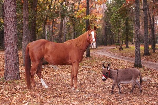 Amazing Pictures: Guinness World Records®' Amazing Animals