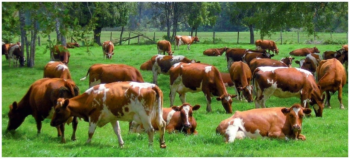 Generalidades de la Ganadería Bovina.: Overo Colorado o Clavel Alemán.