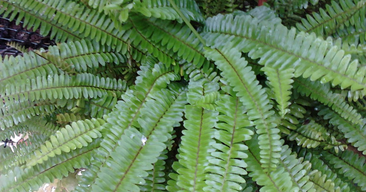Garden Care Simplified: Boston Fern Nephrolepis exaltata growing Tips ...