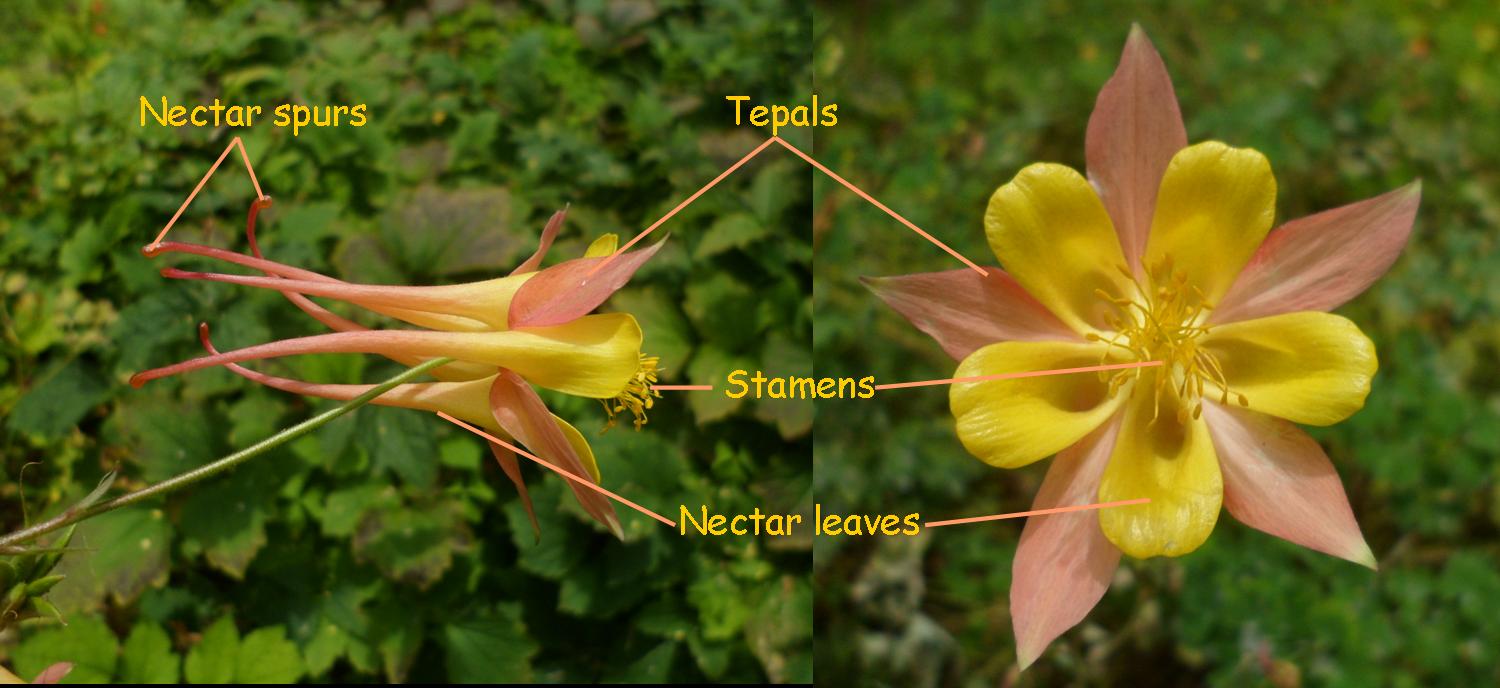 Flower Tales: Ranunculaceae and the origin of petals