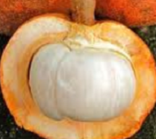 Kenali Buah Tampoi | Gubuk Ambe