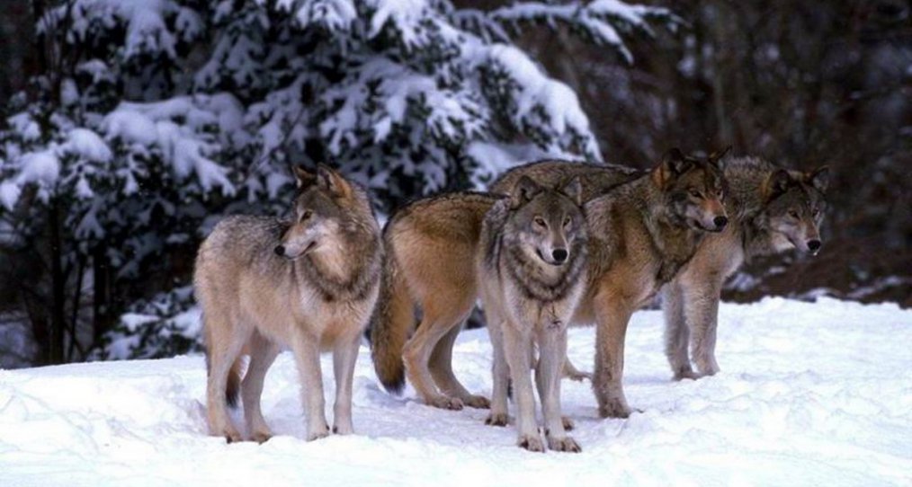 Etología (IV): el comportamiento social - Biología