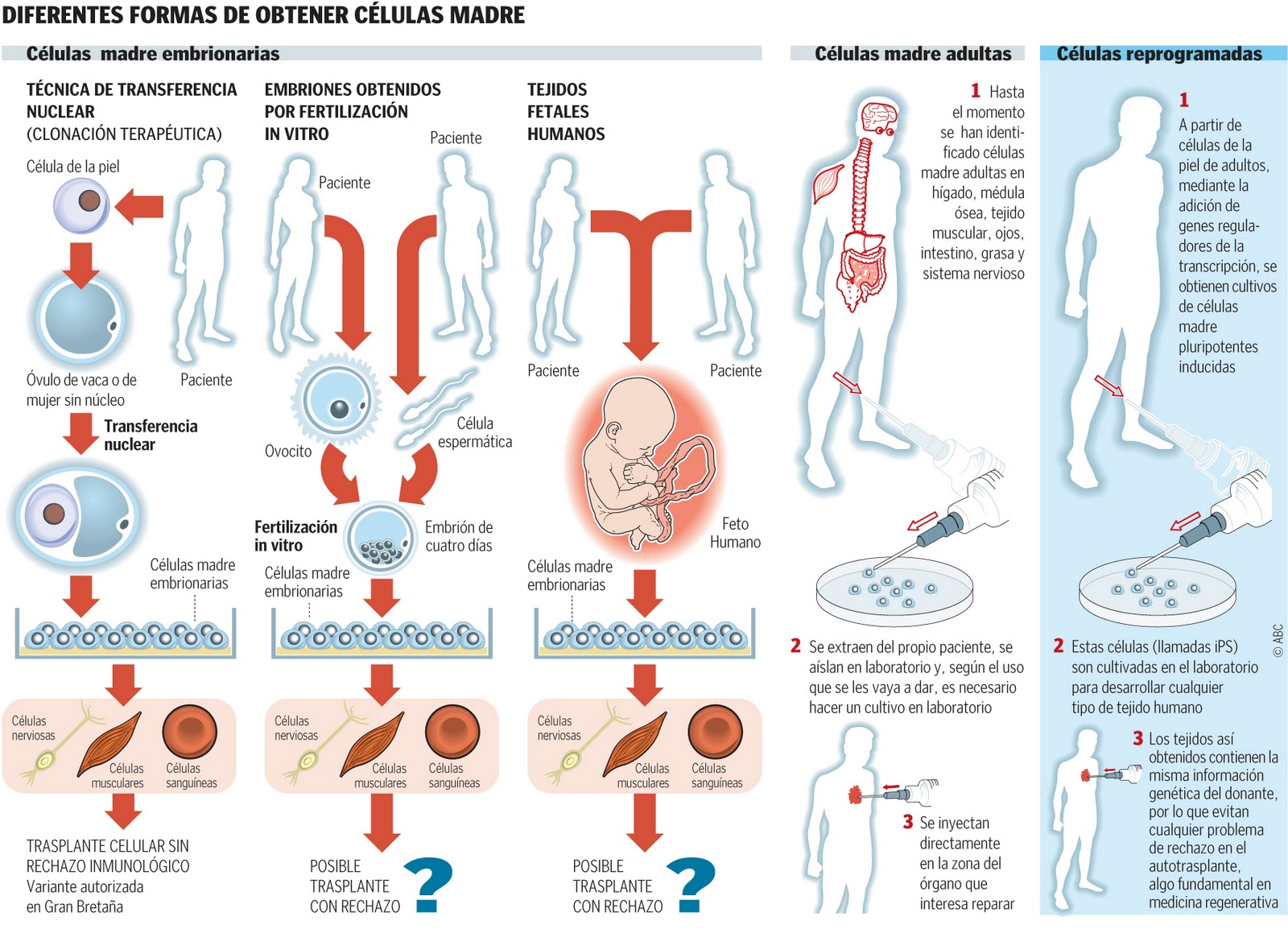 CÉLULAS MADRE: LA CLAVE DE LA REGENERACIÓN ~ El Rincón de la Ciencia y ...