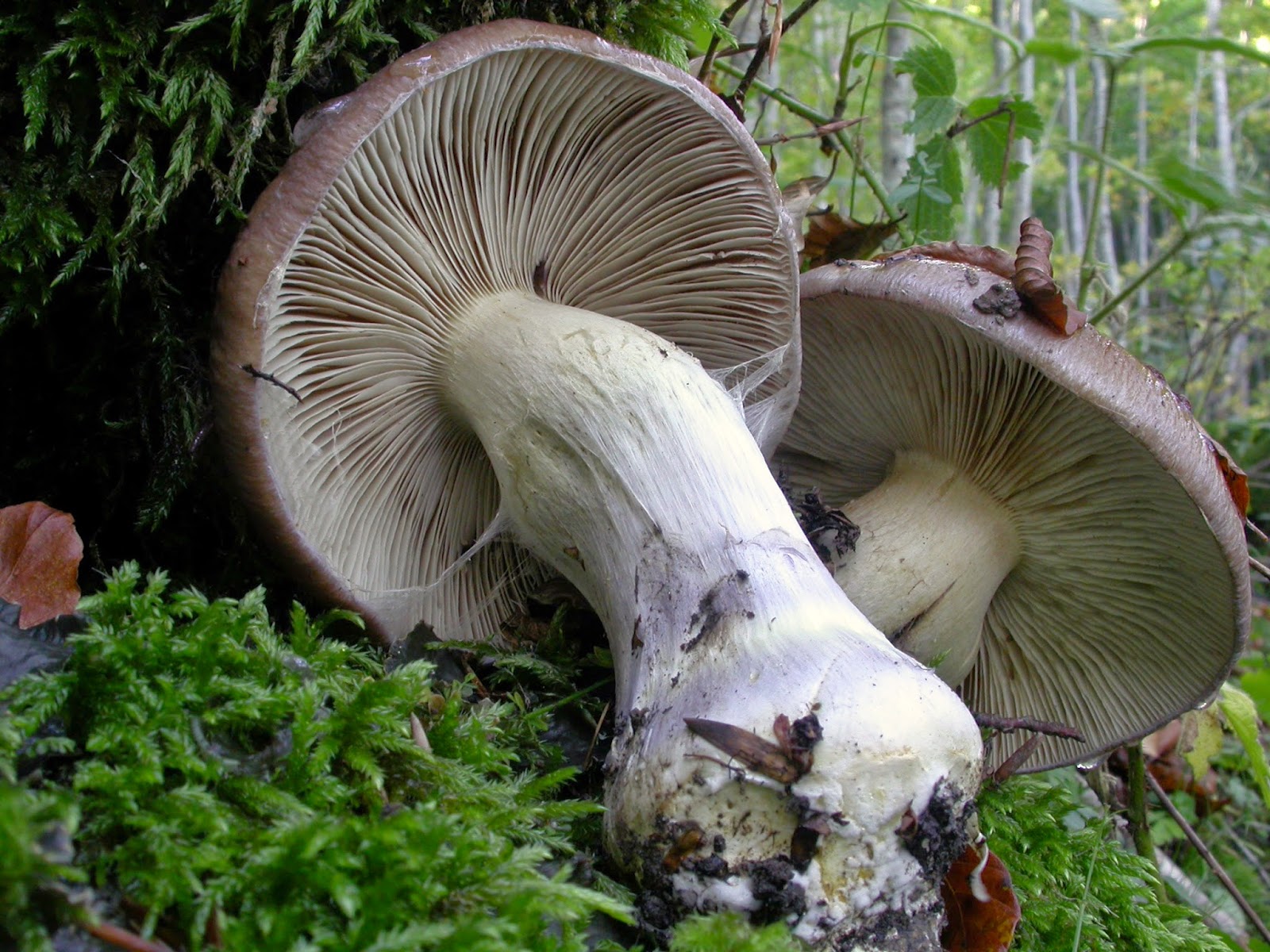 Funghi Teramani: Cortinarius praestans Cordier