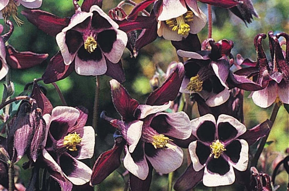 HOW TO GROW AQUILEGIA VULGARIS 'MAGPIE' FROM SEED |The Garden of Eaden