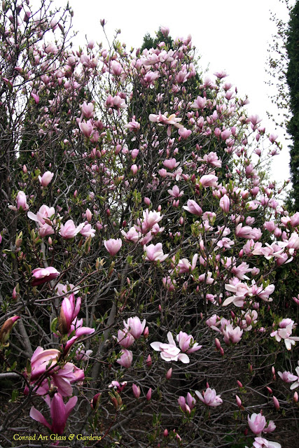 Conrad Art Glass & Gardens: Magnolias