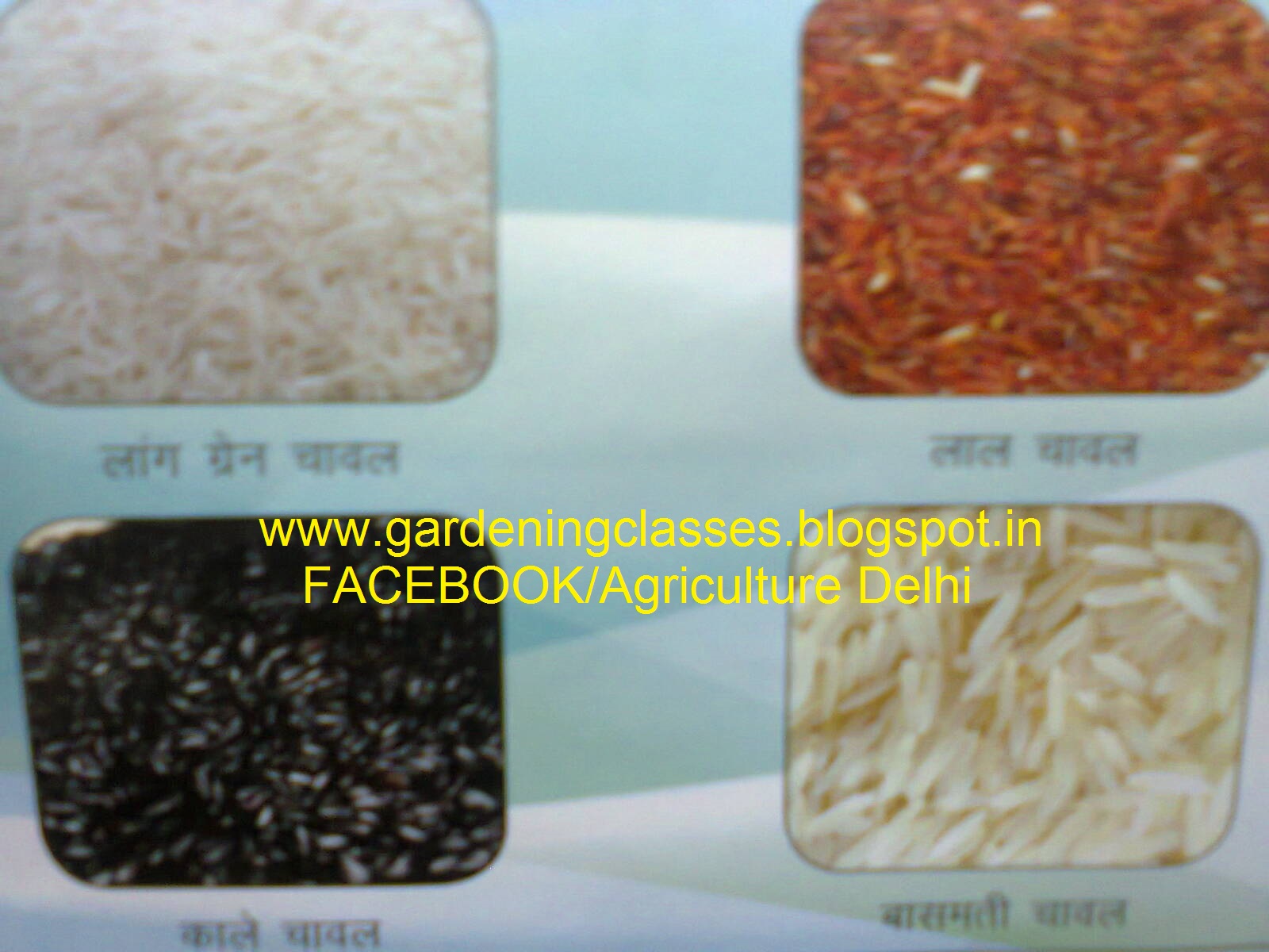 Somesh Jha: Rice chawal PADDY dhaan JONA jiri