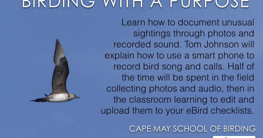 View from the Cape: Back-to-back Birding Bonanza!!!!! BIRDING WITH A ...