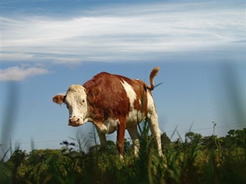 How To Raise Cattle: How To Raise Cattle - What You Should Know