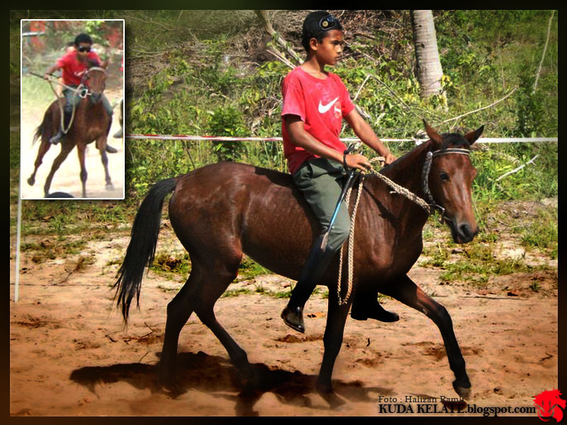 KUDA KELATE: Koleksi Kuda - PADI C