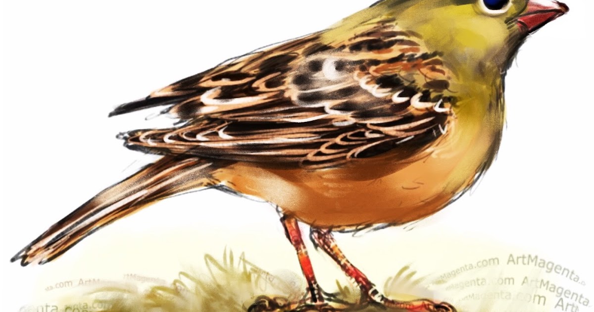 Birds: Ortolan Bunting