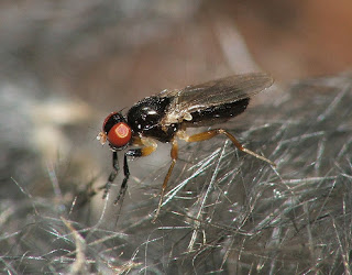 Insectos en la Investigación criminal : Insectos que participan en la ...