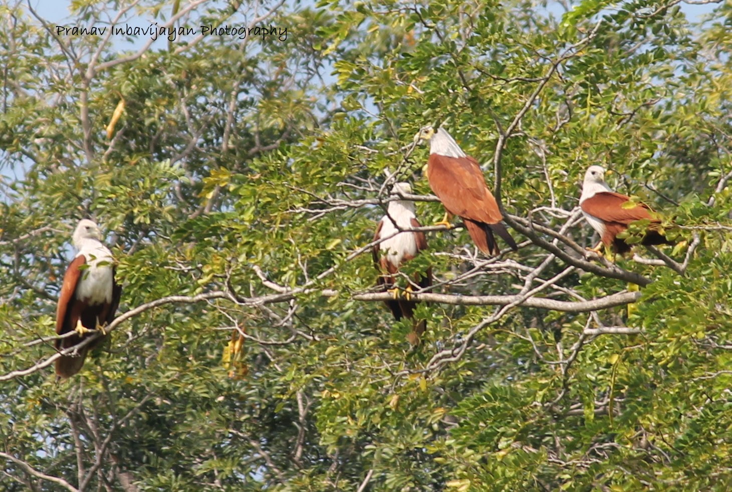 Pranav Inbavijayan: January 2014