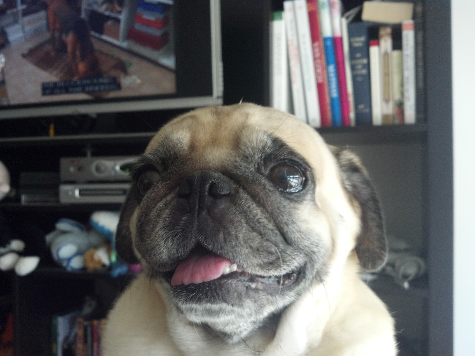 Lil Smug Pug: How Pug Celebrates St. Patrick's Day