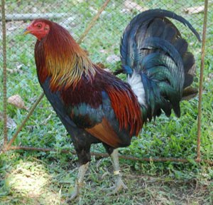 Aseel Game Fowl