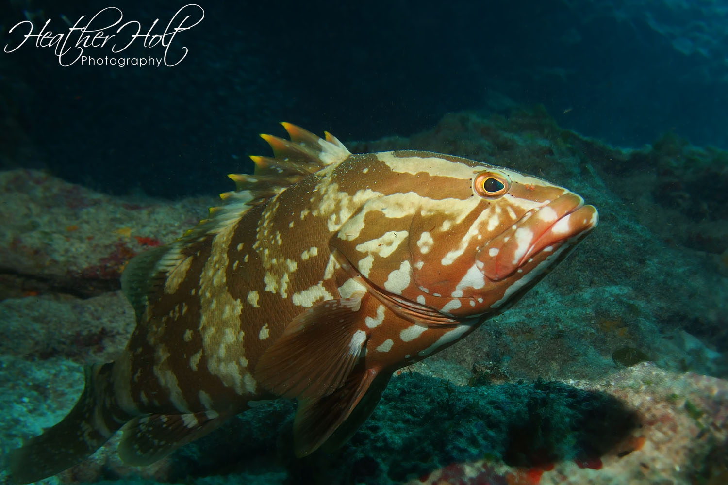 SILVER SANDS: Cayman grouper need our help, here's why...