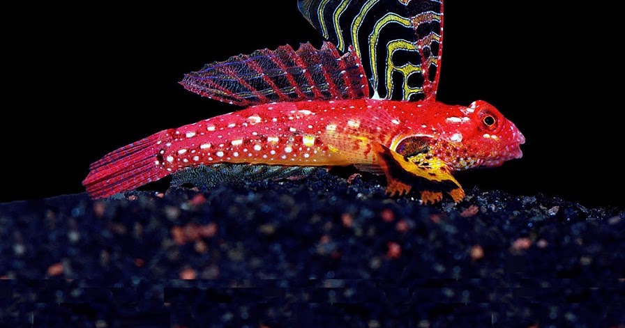 Species New to Science: [Ichthyology • 2016] Synchiropus sycorax • A ...