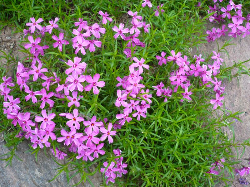 niepodlewam: Floks szydlasty - przycinanie