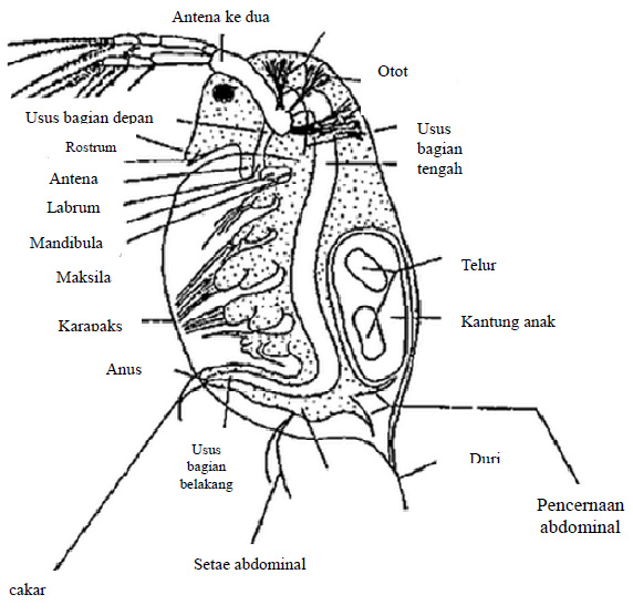 DANIEL SINAGA : Moina sp