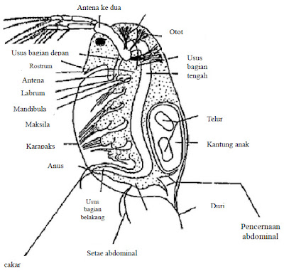 Moina - JungleKey.fr Image