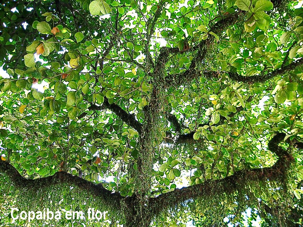 Blog do Wille Bathke Jr: Flora do Cerrado e o Inhambú