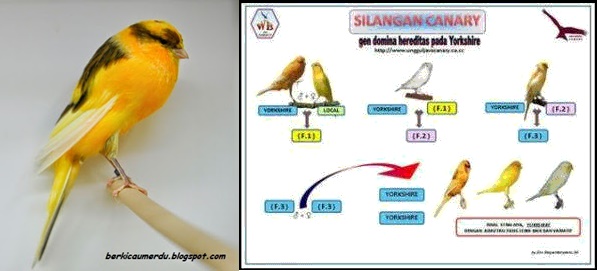Perbedaan Burung Kenari Ys, F1, Af, Loper