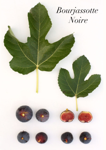 Bourjassotte Noire Fig - Var Tin