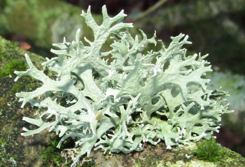 Introduction to lichens