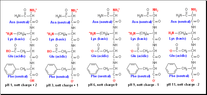 World of Biochemistry (blog about biochemistry): Isoelectric point ...