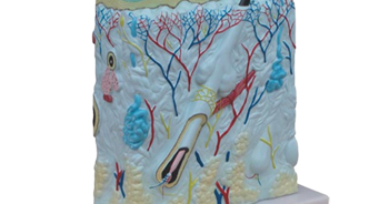 Torso Kulit Manusia | Manekin Organ Kulit | Phantom Pembesaran Model ...