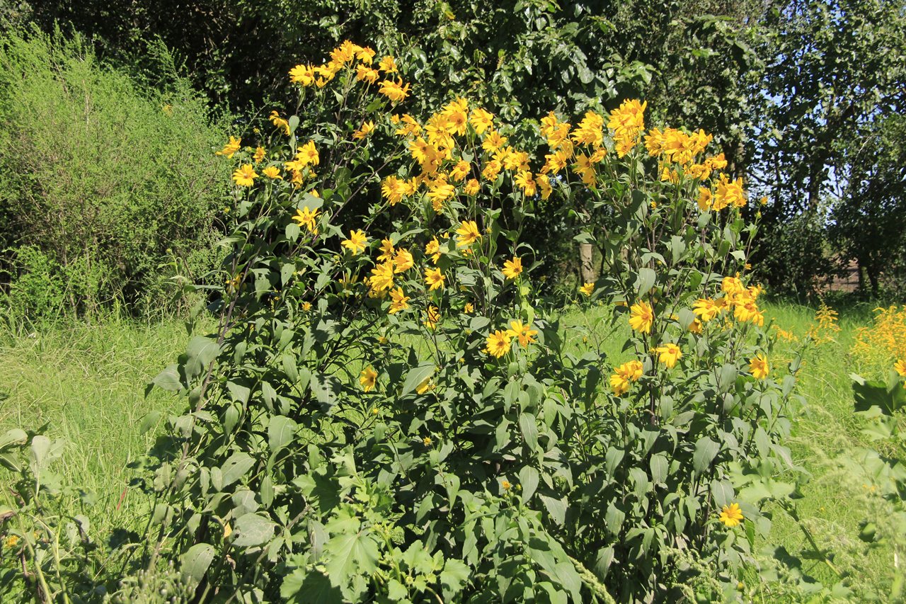 Flora Bonaerense: Topinambur (Helianthus tuberosus)