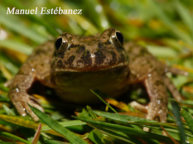 Miradas Cantábricas: Sapillo moteado común (Pelodytes punctatus), macho