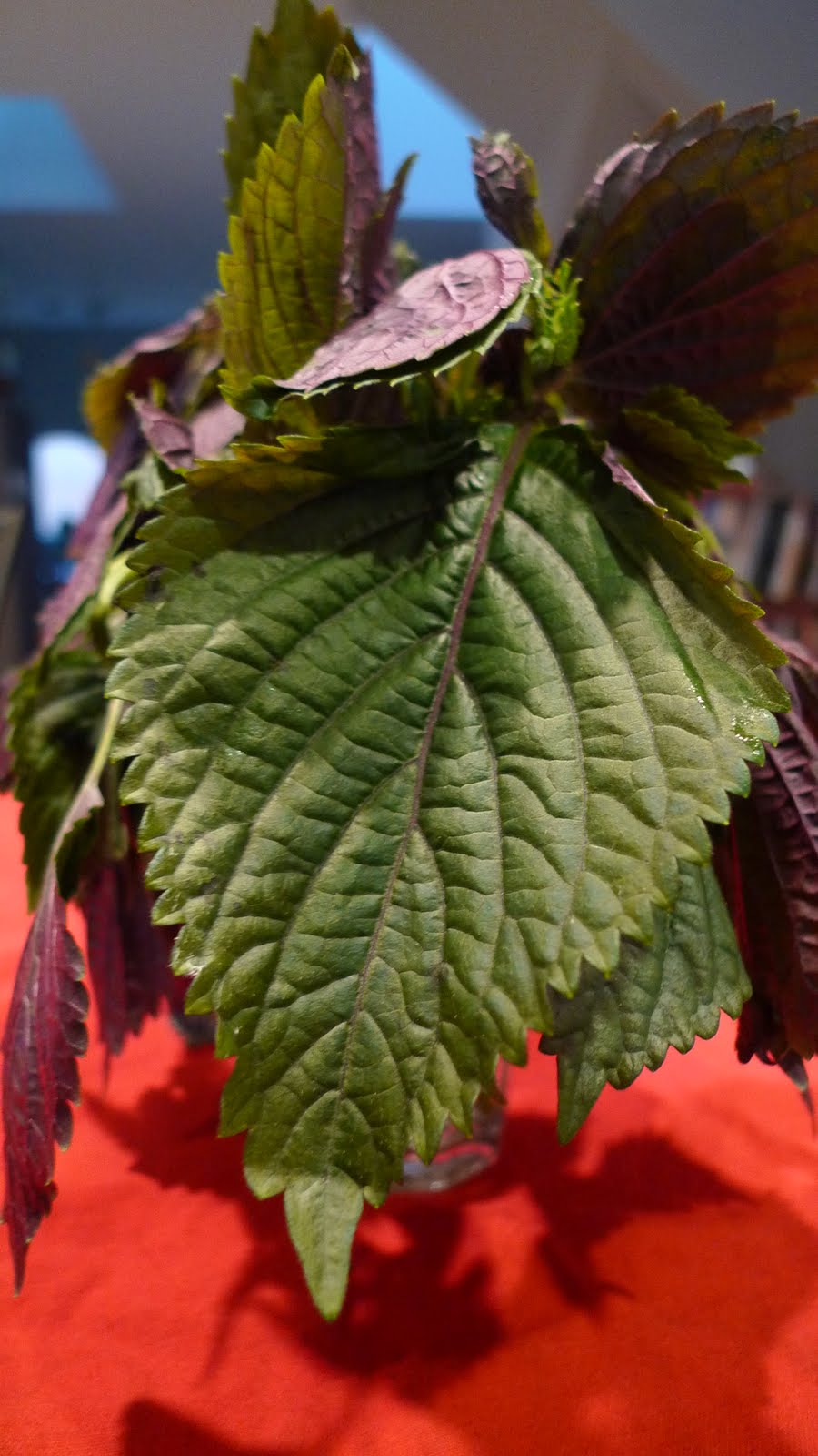The Spice Doc Guest Post Shiso Leaf Uses