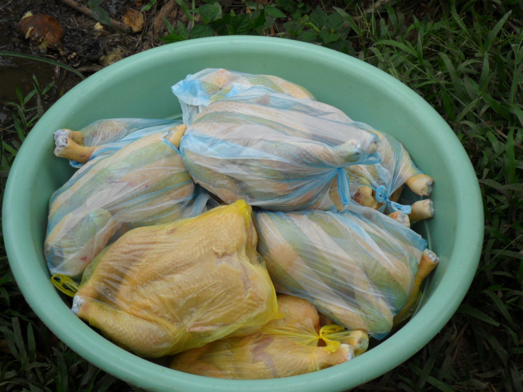 Blog de Willians Alfredo Salom Myers: POLLO SEMICRIOLLO PARA LA VENTA