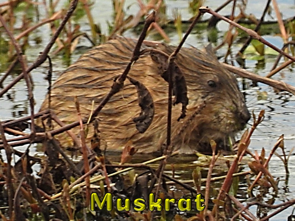 Animal, Nature, and Travel: First visit to Wheeler's National Wildlife ...