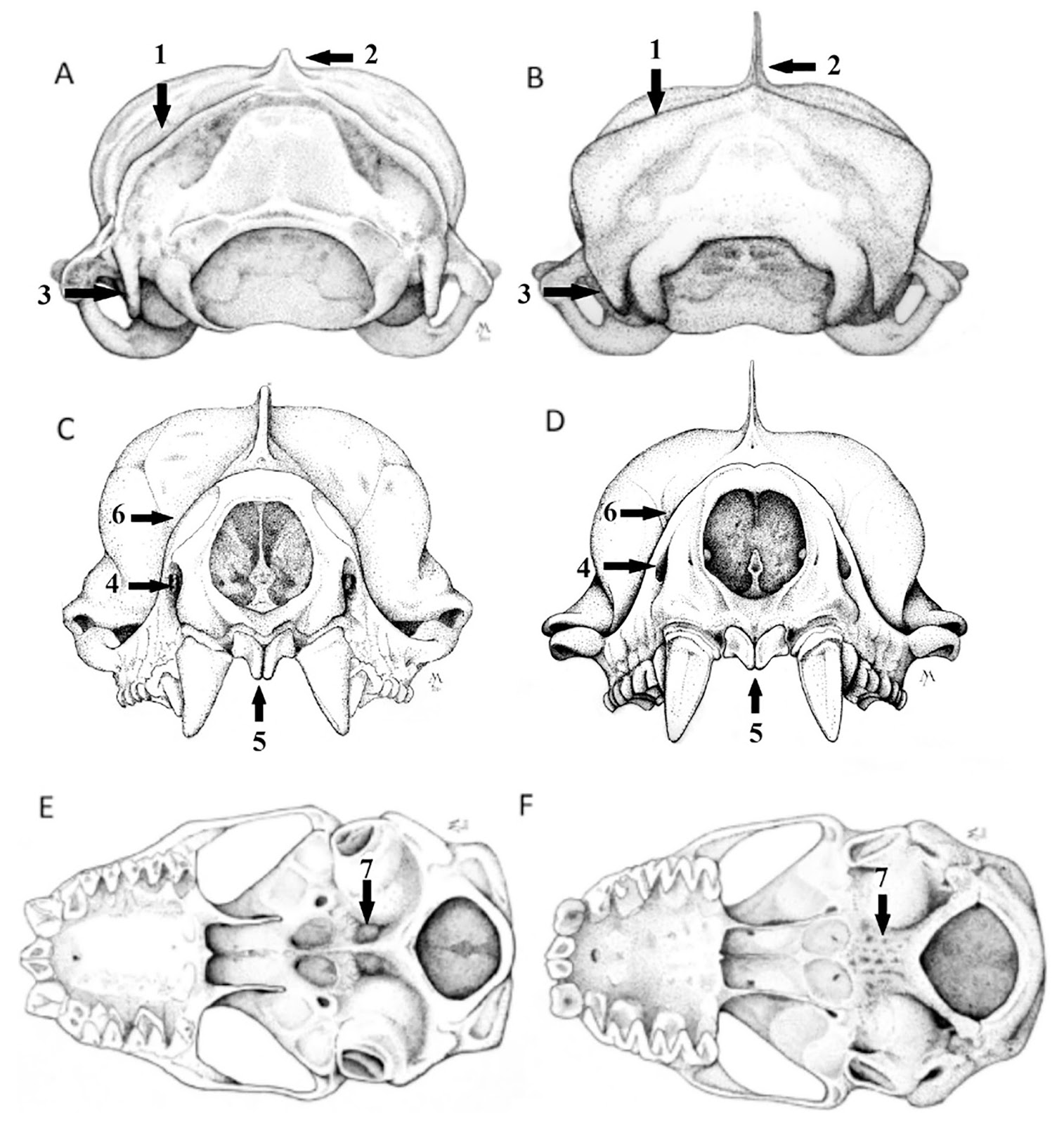 Species New to Science: [Mammalogy • 2018] Molossus fentoni • A New ...
