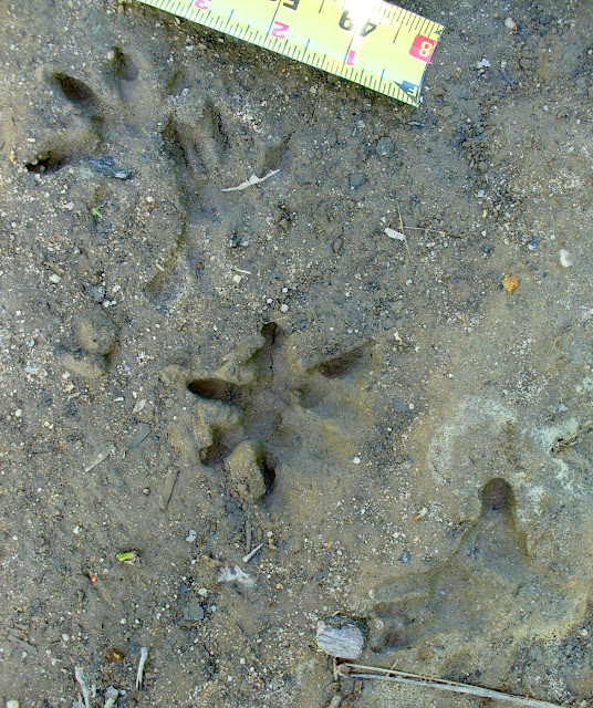 Long Island Tracks: June 2013