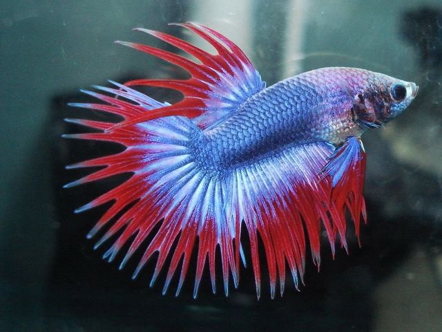 50 Gambar Ikan Laga dari Cupang Kampung Terbesar Termahal