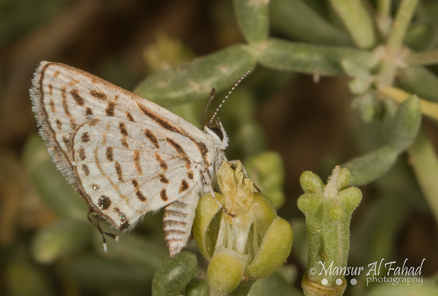 Birds of Saudi Arabia: Mediterranean Blue Butterfly near Riyadh ...