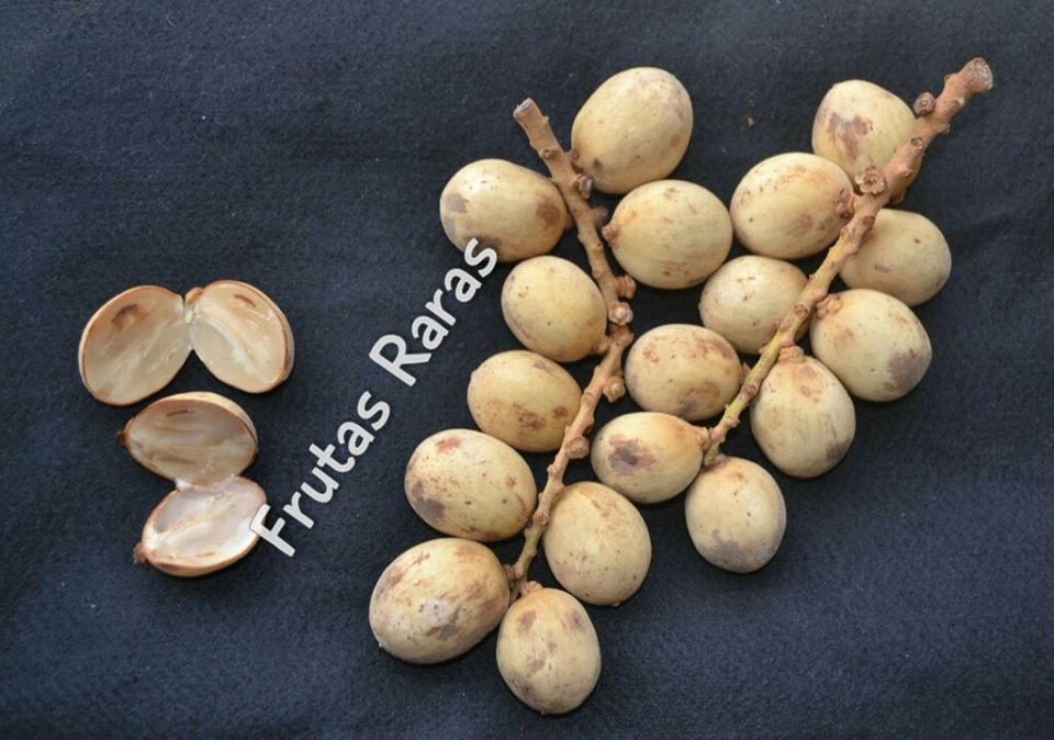 Lansium domesticum - Langsat, Lansão, Duco, Duku, Longkong.