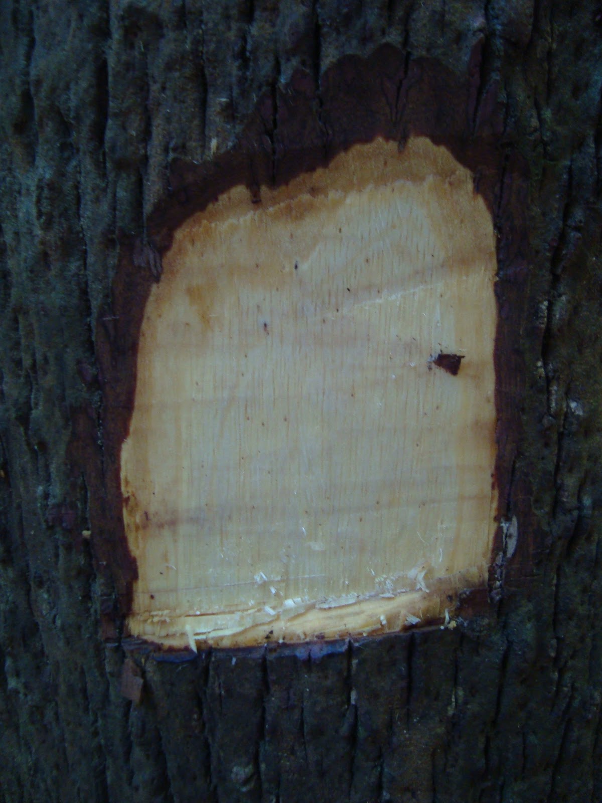 Smart Green: SPESIES TUMBUHAN YANG DITEMUI